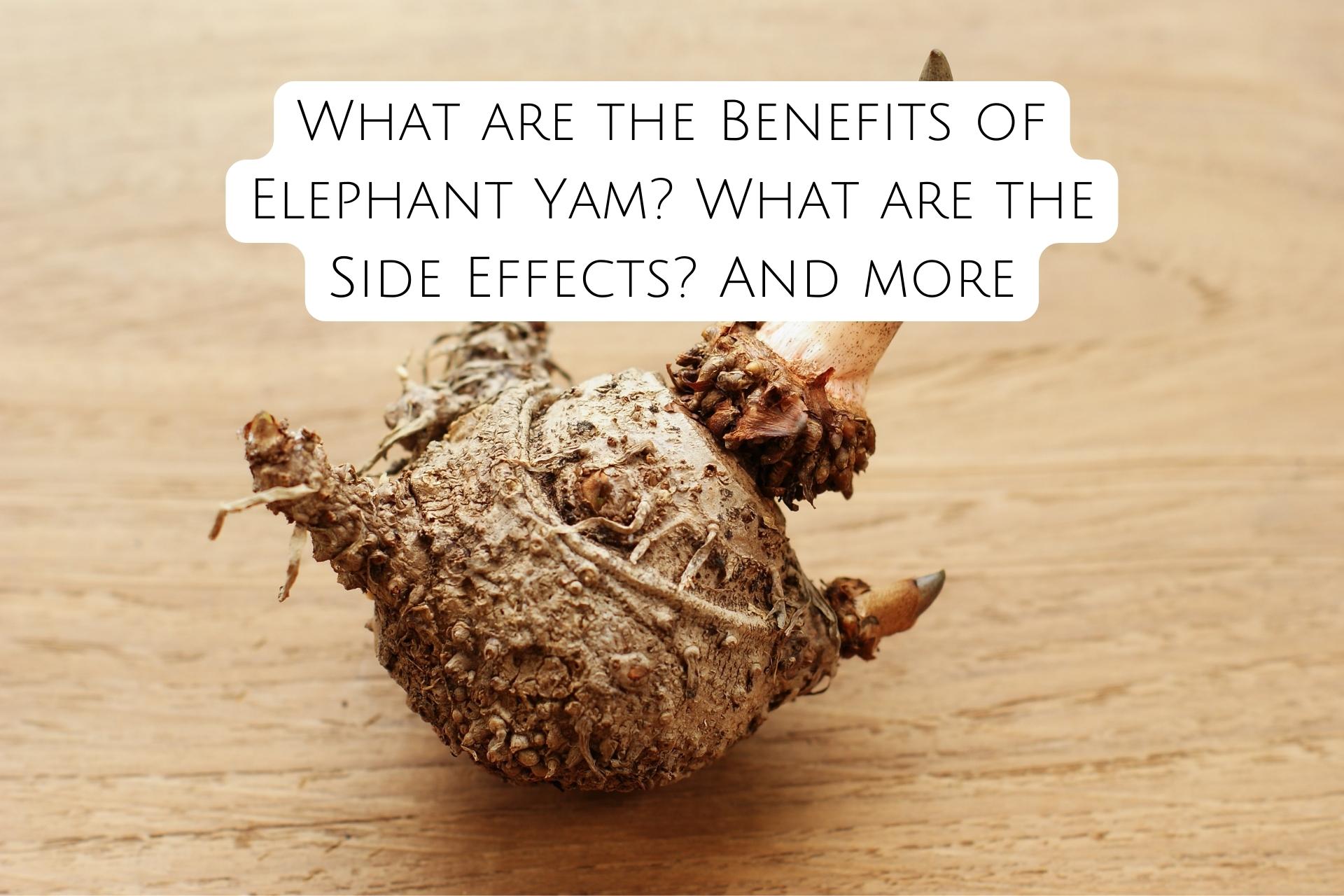 What are the Benefits of Elephant Yam? What are the Side Effects? And ...